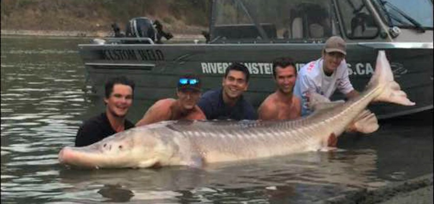 Legendary 600-pound fish caught in Lillooet waters