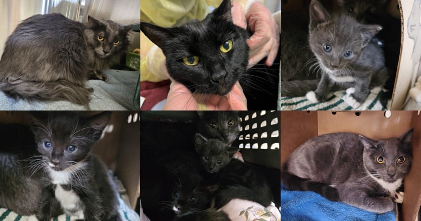 Animal neglect investigation leads to seizure of 20 cats by BC SPCA