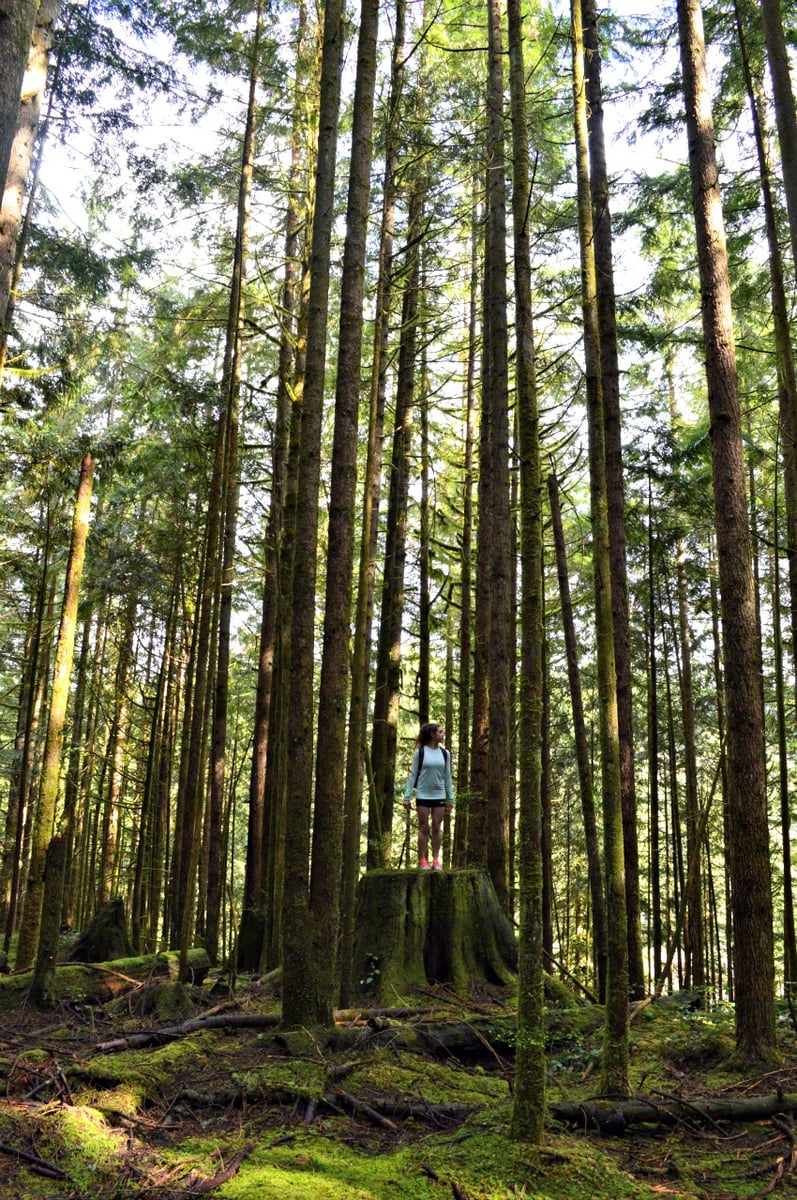 The Lush Forest of Golden Ears Provincial Park