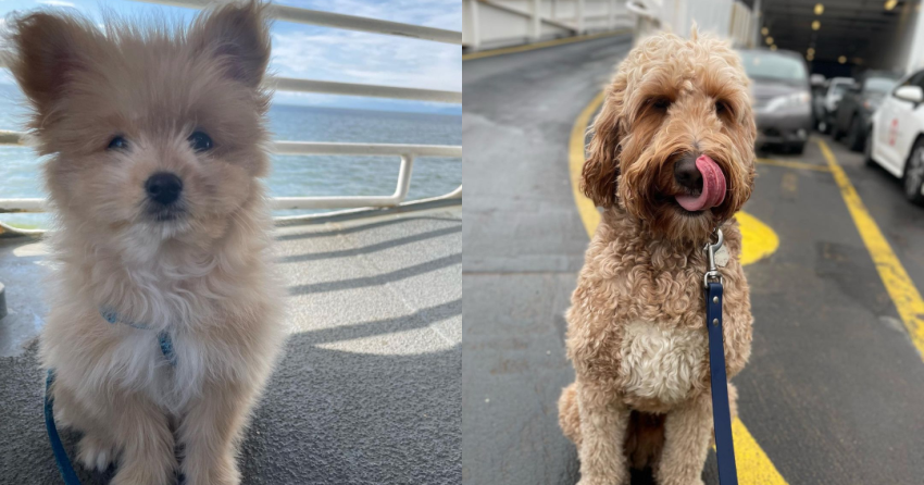BC Ferries expanding pilot program allowing pets on upper outside decks