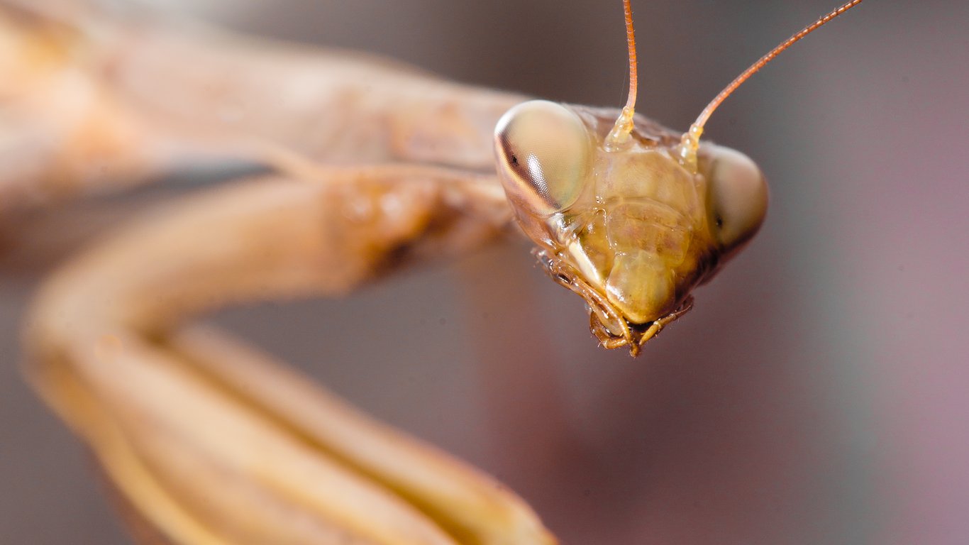 Penticton praying mantis versus moth, in pictures