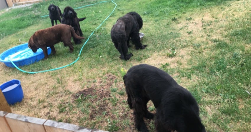 CVSE officer takes in five dogs from Williams Lake home