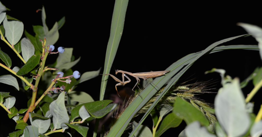 PHOTOS: Praying mantis gets caught snacking on blueberries in Kelowna