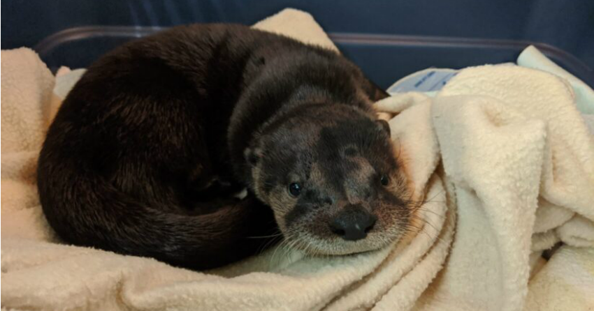 Orphaned otter pup rescued from Vancouver Island roadside
