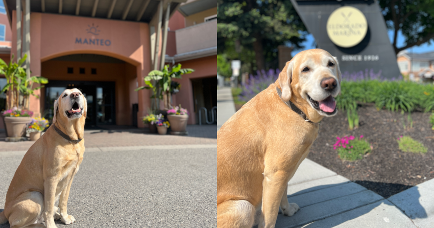 Winston, former greeter at The Empress, finds new home at Kelowna’s ...