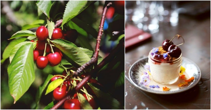 The Okanagan cherry is a star for many local eateries