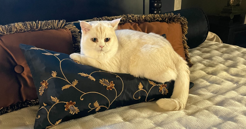 Meet Scotty, our pet of the week!