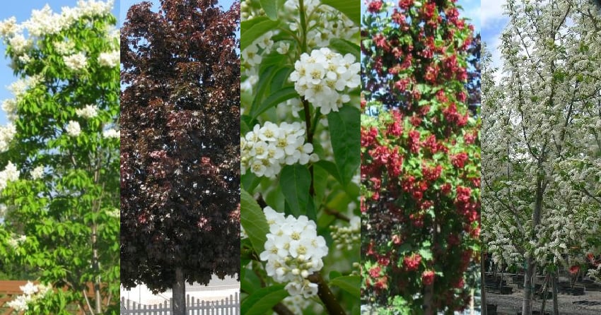 Urban Re-Leaf: City of West Kelowna once again selling trees to homeowners