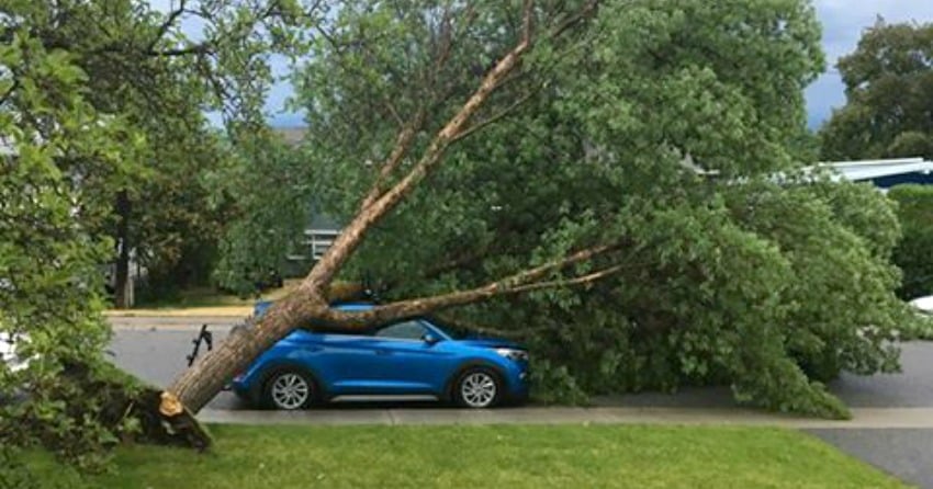 17 photos of damage from last night’s wind storm