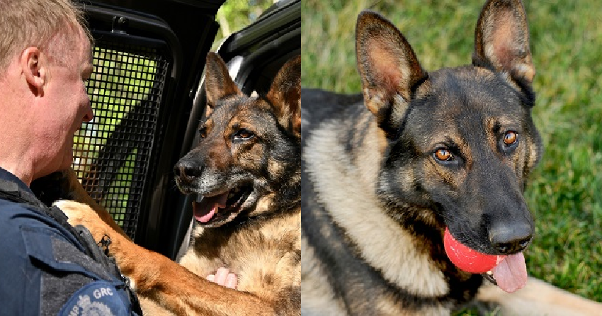 RCMP dog handler looks back on a decade with partner as retirement nears