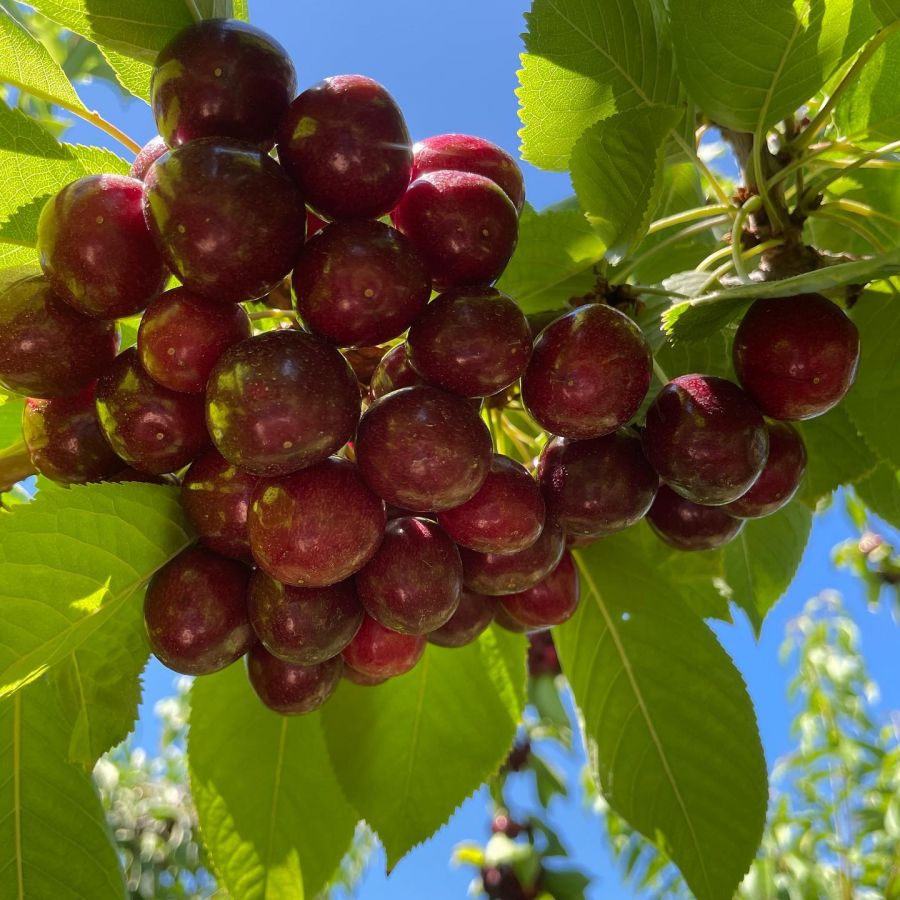 4 spots where you can pick your own cherries in Kelowna