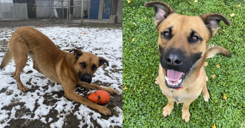 Furever Home Finder: Lenny