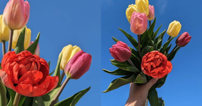 Bloom Tulip Festival opens this Thursday