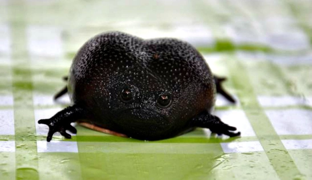 Meet the World's Grumpiest Looking Frog