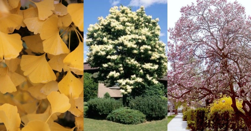 City of Kelowna offering 6 types of trees for homeowners to buy and plant
