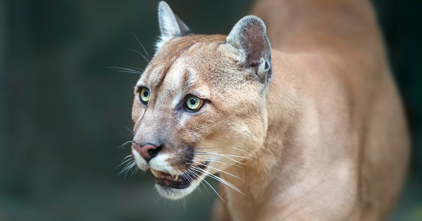 Cougar sightings at smaller regional park near the Crawford area of Kelowna