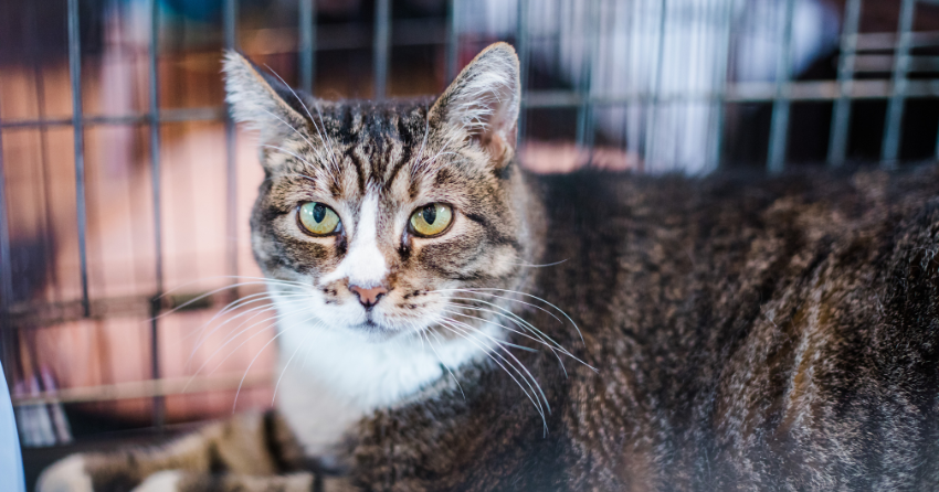 Animal Lifeline Emergency Response Team supporting over 300 evacuated ...