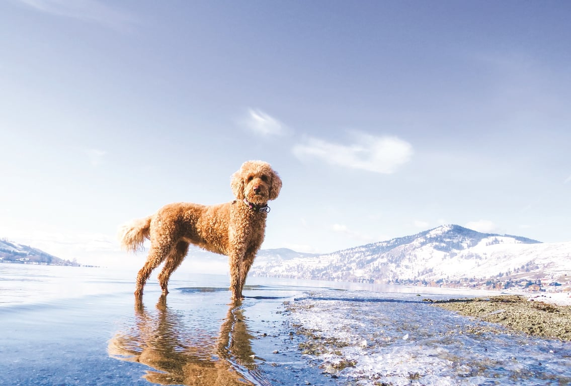 Okanagan Labradoodle to be included in 2021 calendar for Canadian guide ...