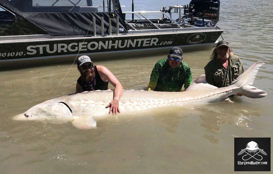 PHOTOS: Anglers in BC catch ‘once in a life time’ monster sturgeon