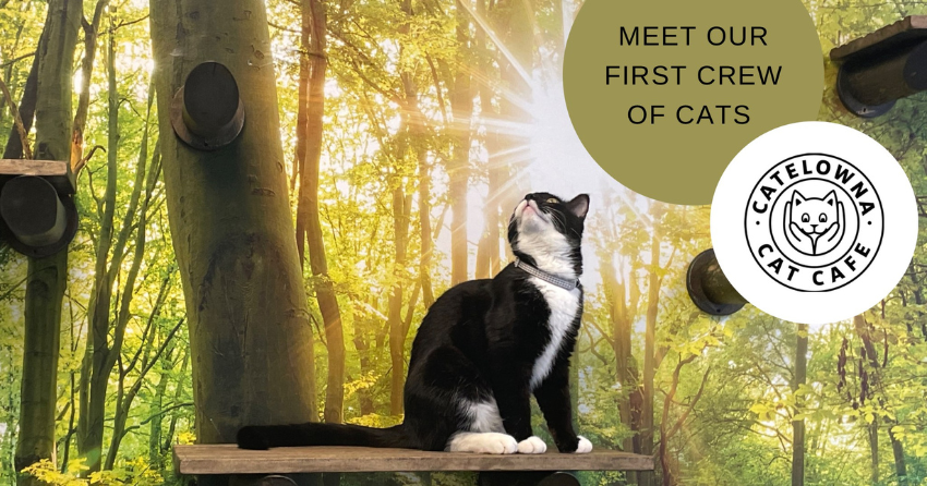 PHOTOS: Meet Catelowna’s first crew of cats