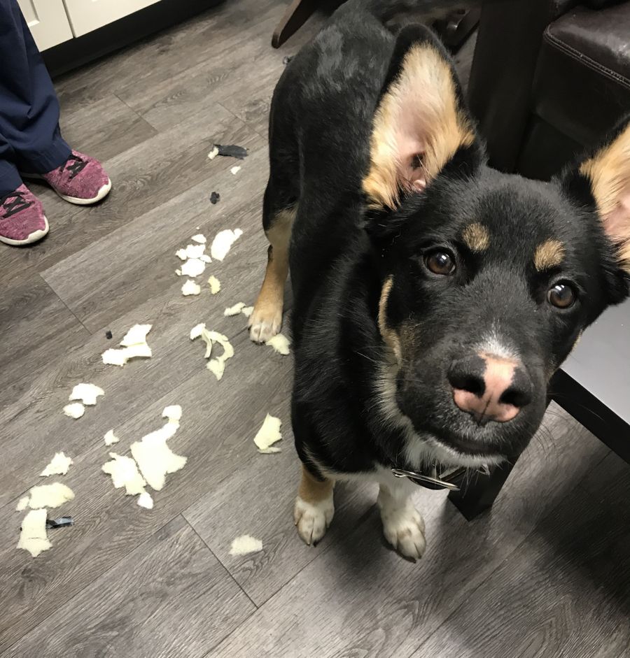 Common toxicities that all pet owners should be aware of