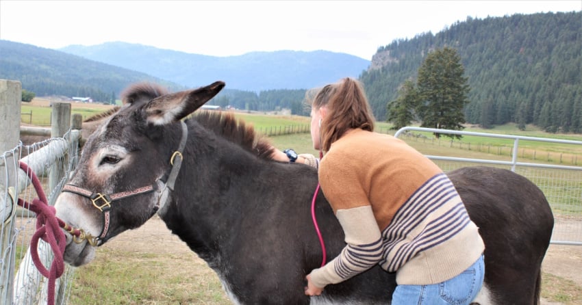 Shuswap donkey refuge announces matching campaign for large expansion ...