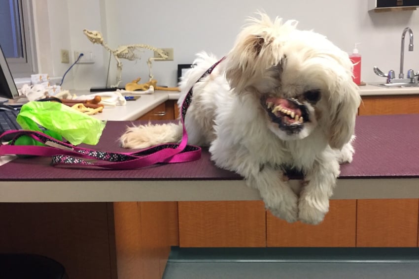 Puppy disfigured by acid finds furever home in B.C.