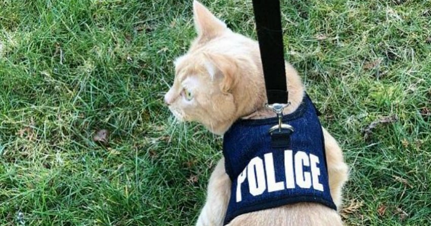 BC RCMP’s April Fools' joke results in an actual police cat application