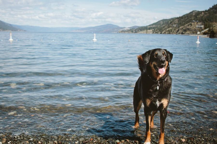 Dry drowning in dogs and how to prevent it