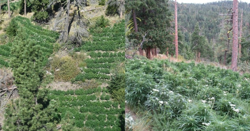 Massive illegal cannabis grow-op in BC dismantled after being spotted ...