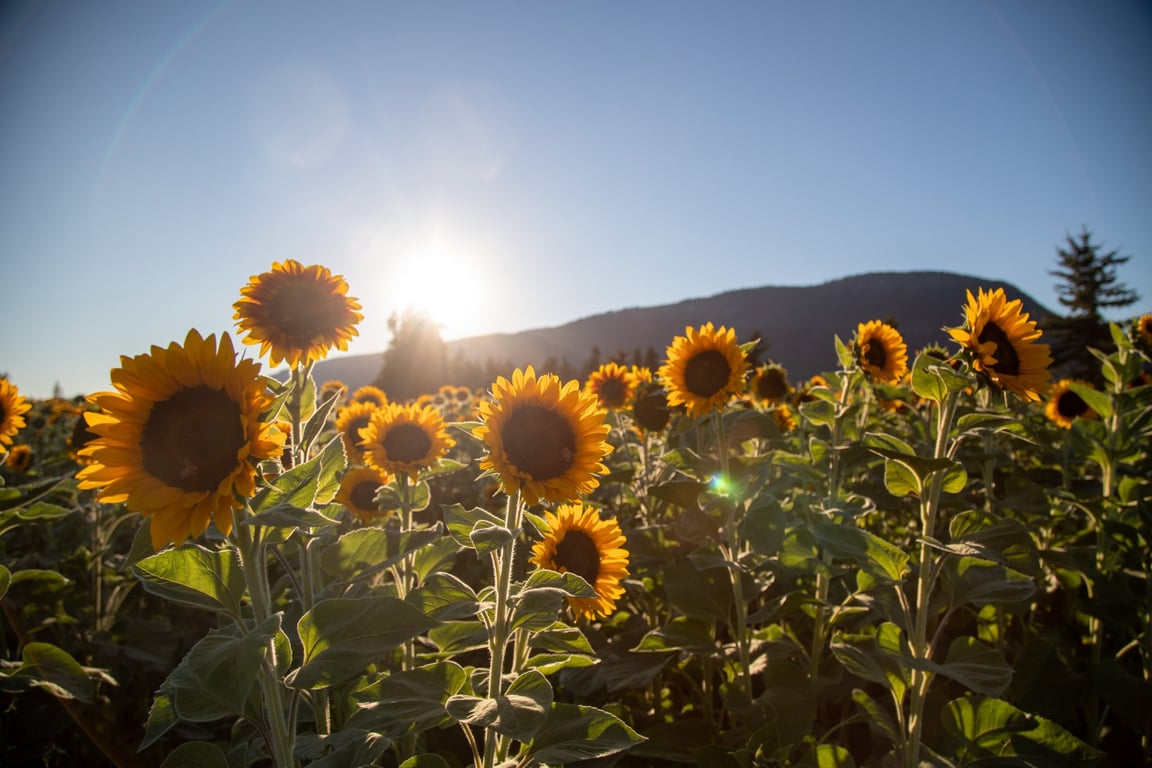 VIDEO: 2nd annual Sunflower Festival kicks off in the North Okanagan