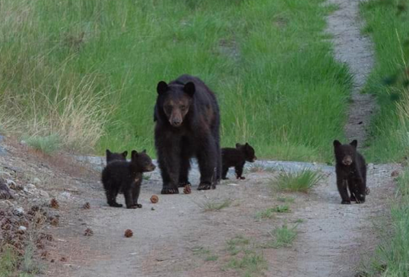 'Very unusual': Bear with 5 cubs spotted in Penticton