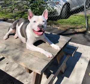 Donation Form | Hope 4 Paws Humane Society