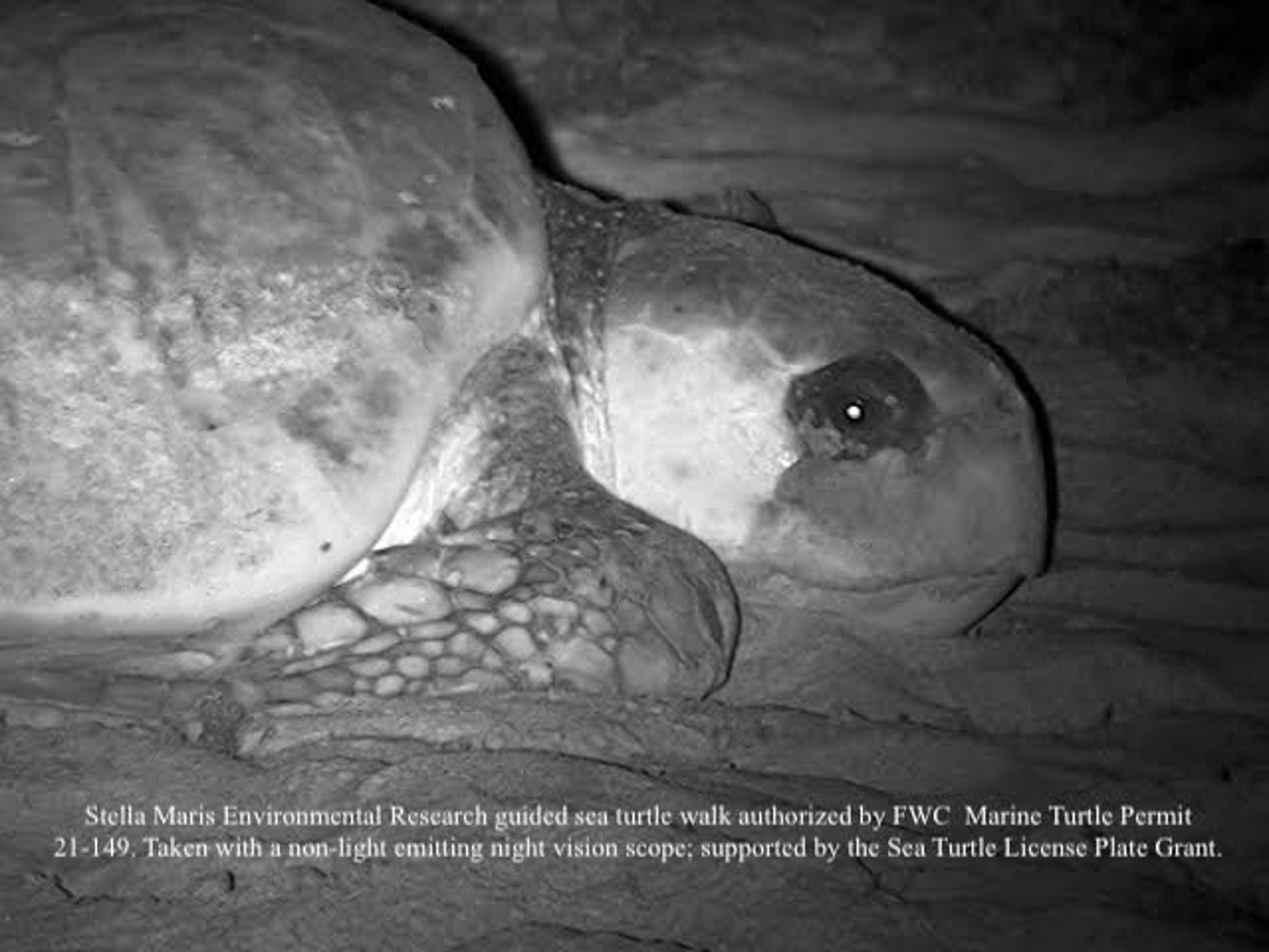 Sea Turtle Night Walks | Stella Maris Environmental Research