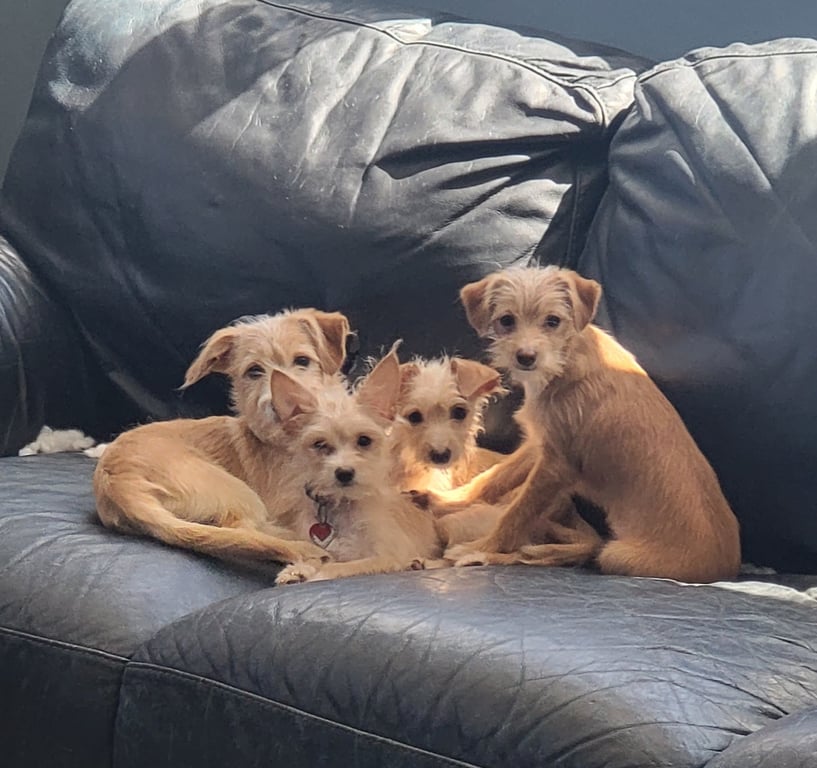 Organization | Northeast Missouri Humane Society