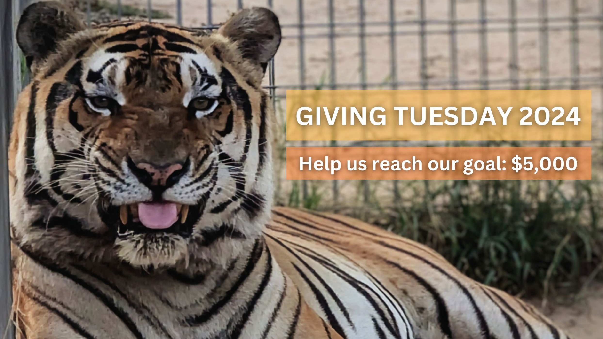 Giving Tuesday 2024 | PrideRock Wildlife Refuge