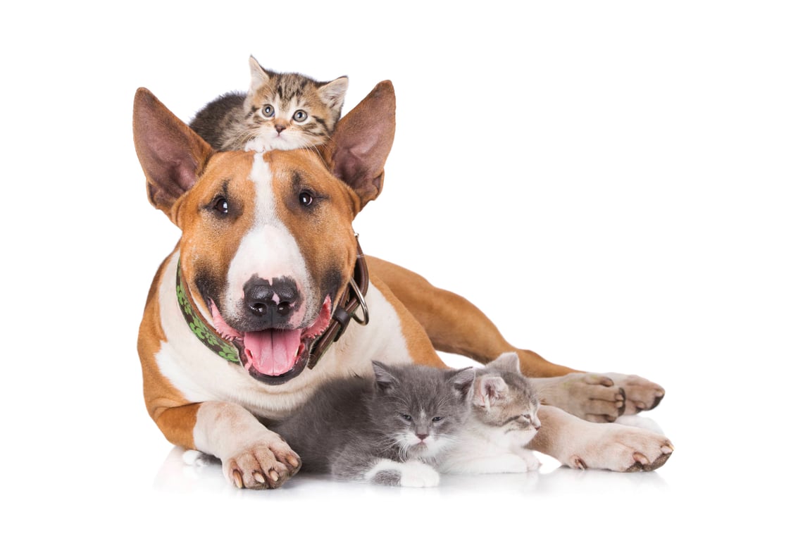 Spay and Neuter Fund | Humane Society of Greater Miami