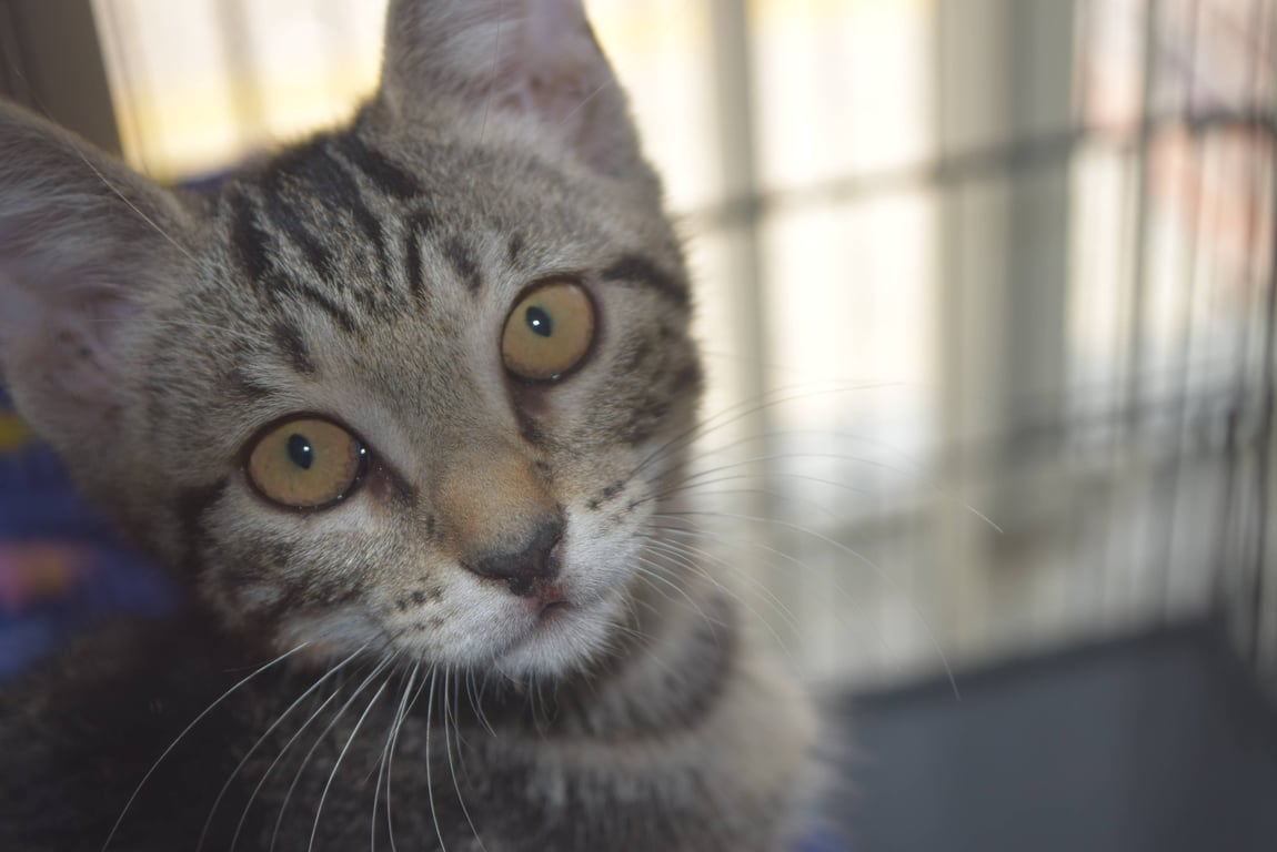 Donation Form | Cat Haven