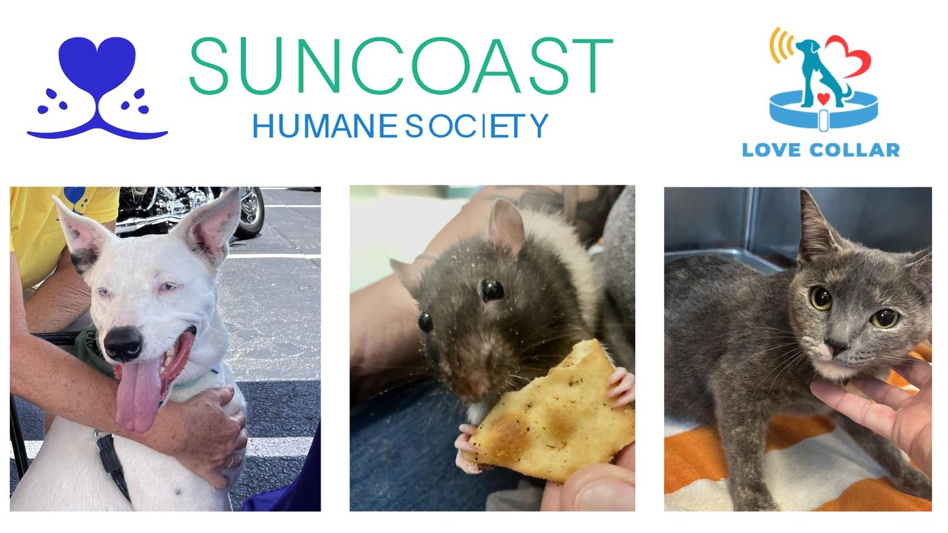 Donate Today | Suncoast Humane Society