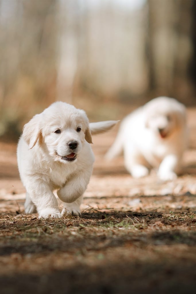 Golden Retriever Puppies (25 Cute Goldies) - Talk to Dogs