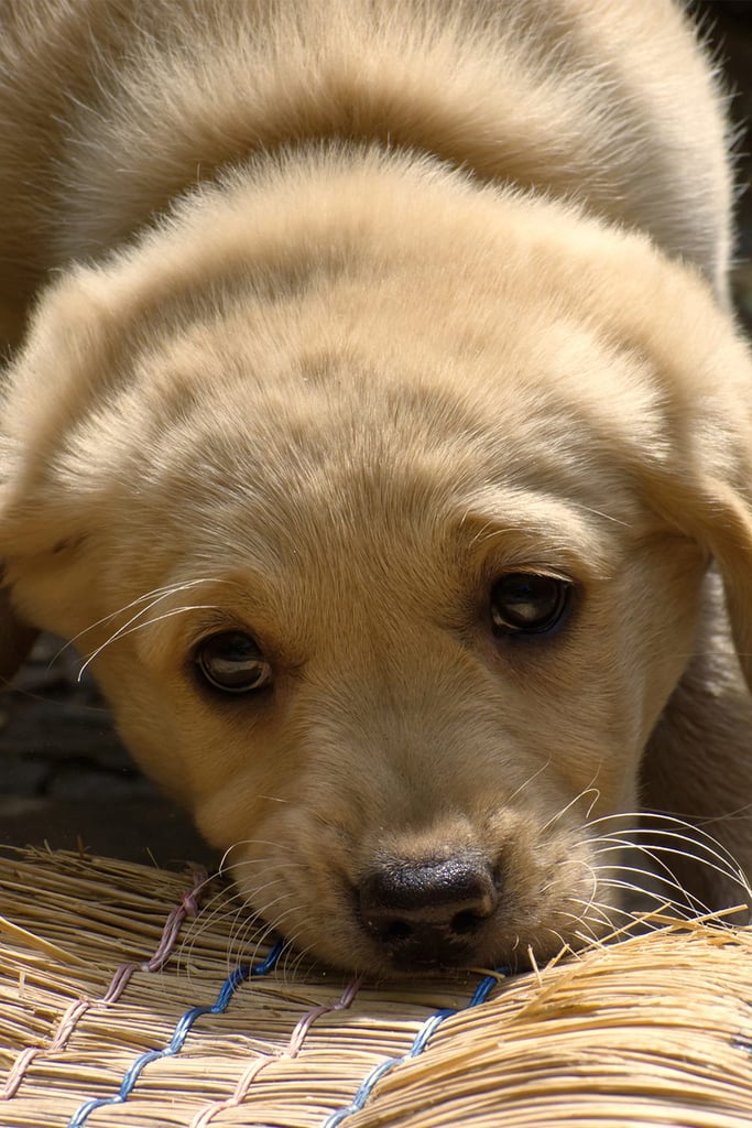 Golden Retriever Puppies (25 Cute Goldies) - Talk to Dogs