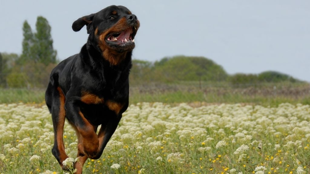 How far can a Rottweiler run? - Talk to Dogs