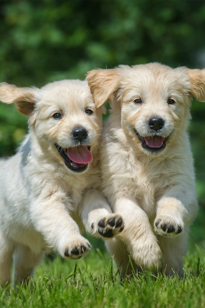 Golden Retriever Puppies (25 Cute Goldies) - Talk to Dogs
