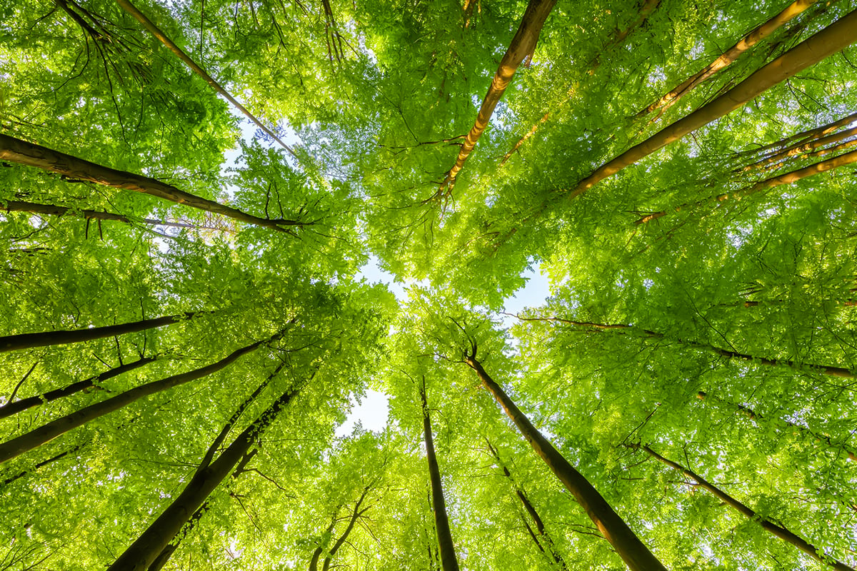Sustainability and How to Host Truly Green Events in 2026 - Unbridled