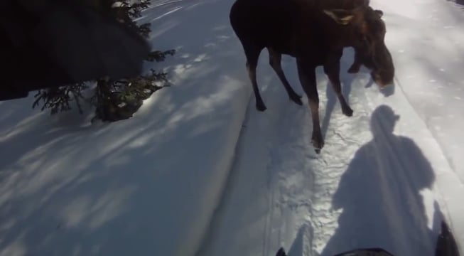 Moose Attack While Snowmobiling; Man Fires Warning Shot To No Avail ...