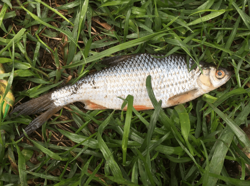 Common roach: Fishing Regulations, Lures, Behavior, and Prime Locations