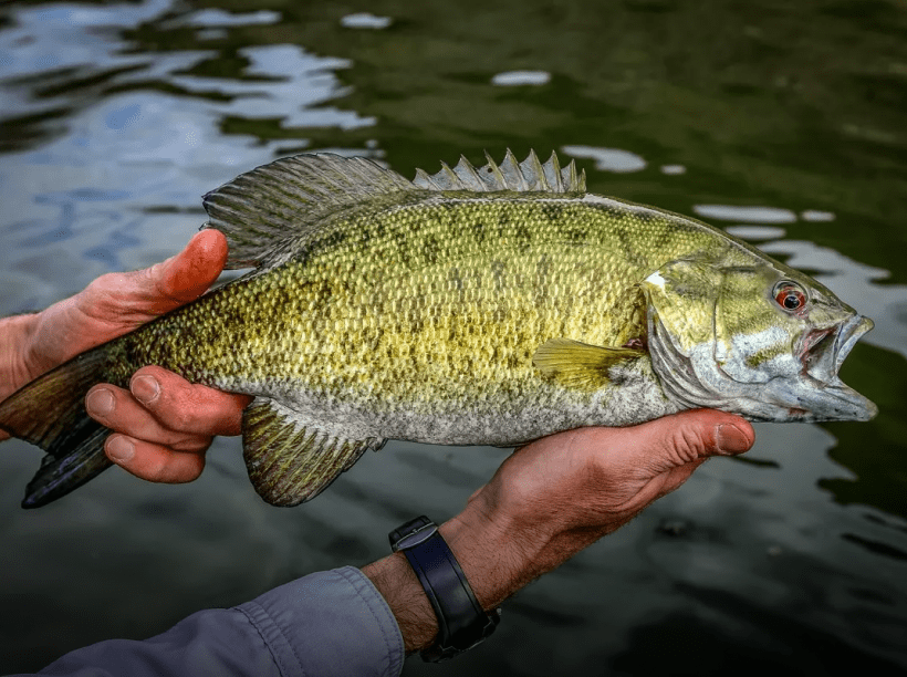 Smallmouth bass: Fishing Regulations, Lures, Behavior, and Prime Locations