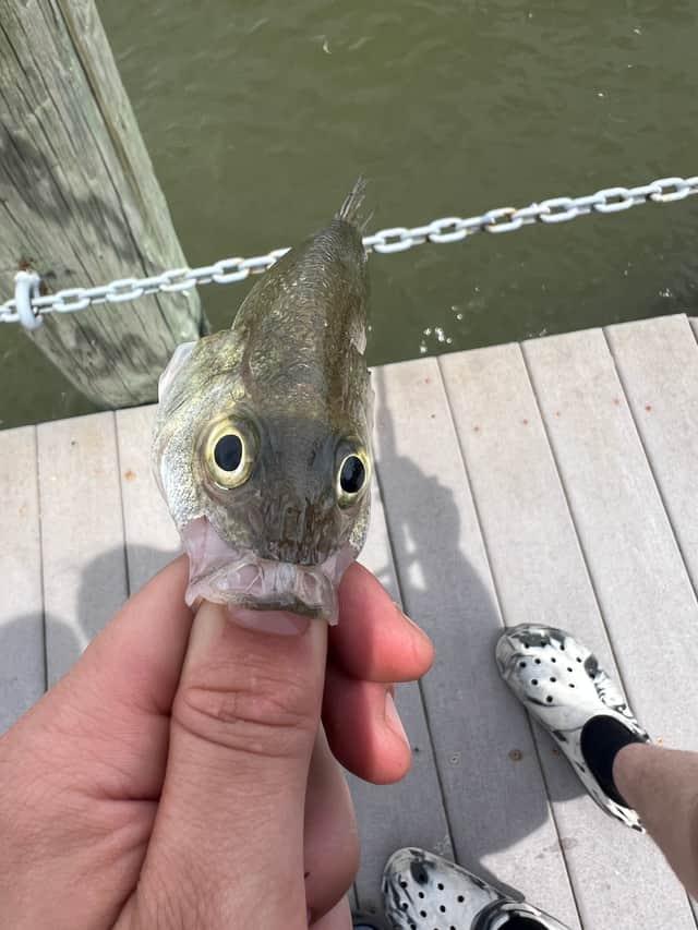 Fishbox - Your Fishing App