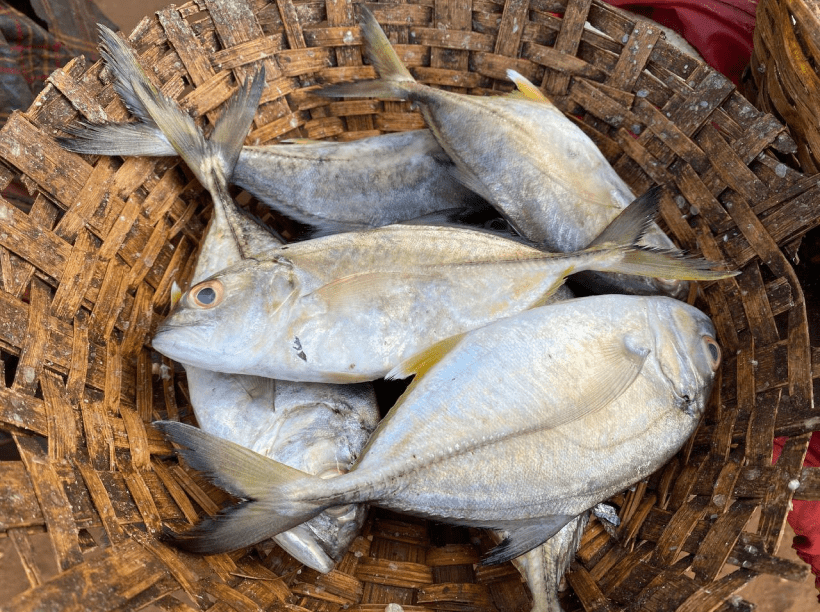 Bigeye trevally: Fishing Regulations, Lures, Behavior, and Prime Locations