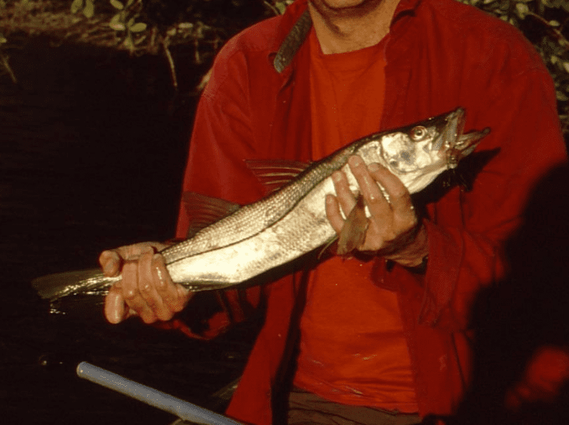 Common snook: Fishing Regulations, Lures, Behavior, and Prime Locations